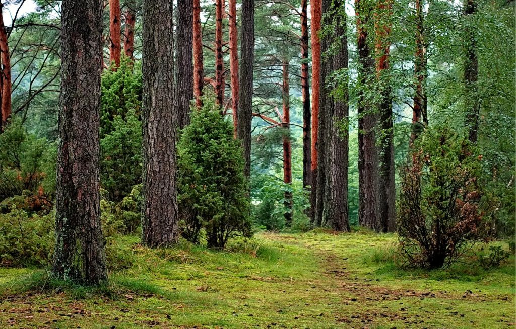 Earth Day, Good Deeds Day & bal taschit: Each of us can make a ...